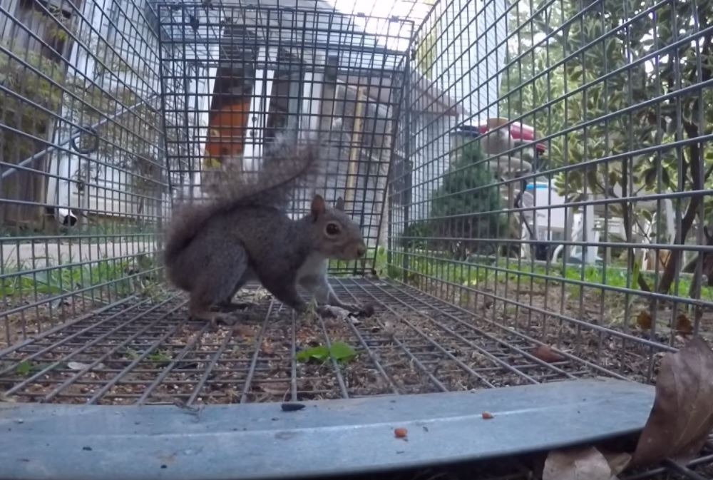 Squirrel Trapping How To Catch Squirrels With Traps